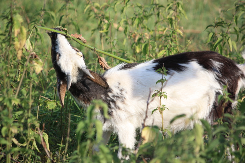 Goat Enrichment: The Importance of Mental Health - Goat Journal